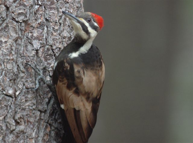 Pileated Woodpecker