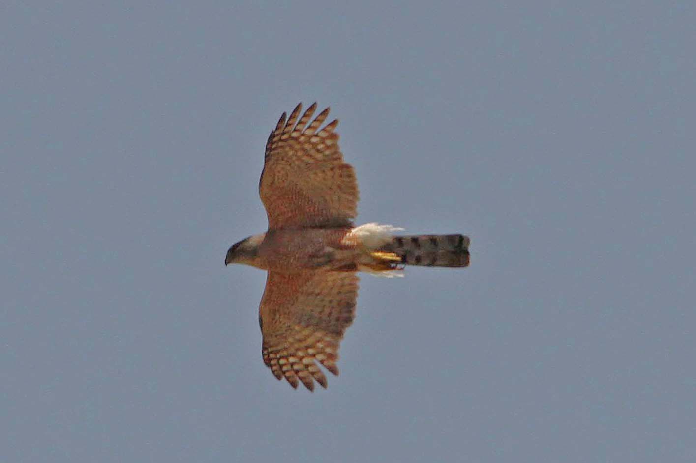 Accipiter Identification